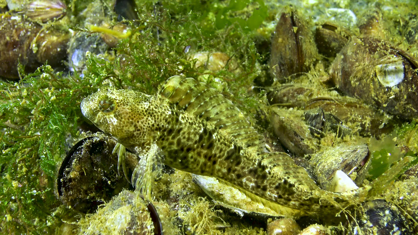 海里的动物群mp4格式视频下载 正版视频编号3719762 摄图网