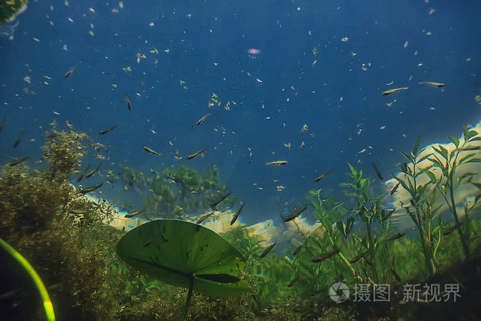 淡水生态系统图片果园生态系统图片 伤感说说吧