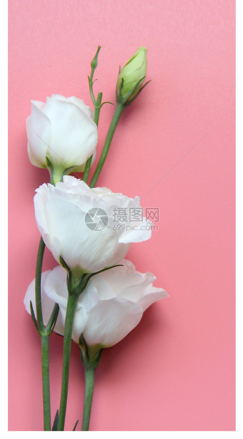 鲜花手机壁纸模板素材-正版图片400273208-摄图网