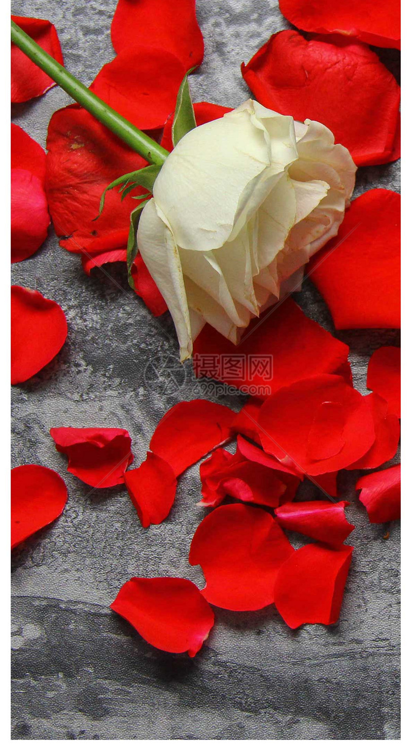 玫瑰类手机壁纸模板素材-正版图片400285062-摄图网