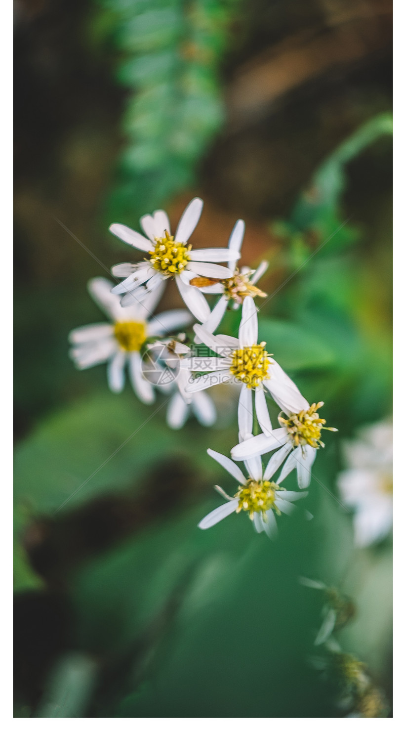 花朵手机壁纸模板素材-正版图片400288252-摄图网