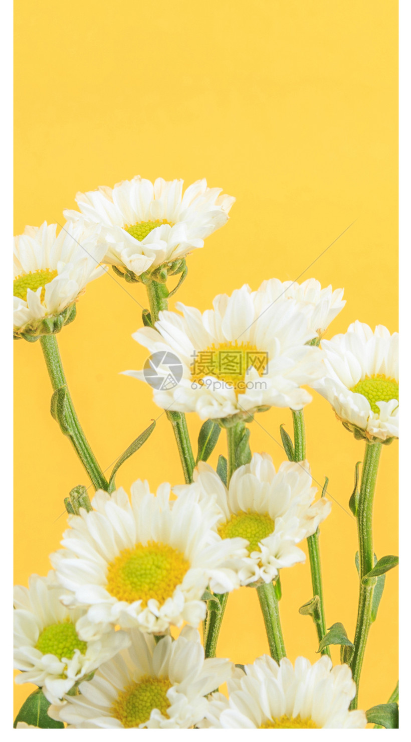 花朵手机壁纸模板素材-正版图片400288255-摄图网