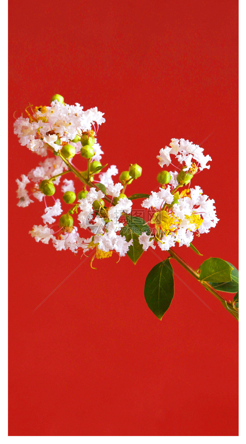 花朵手机壁纸模板素材-正版图片400288303-摄图网