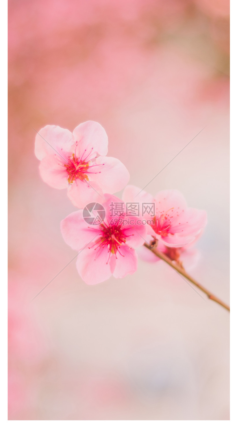 花朵手机壁纸模板素材-正版图片400293161-摄图网
