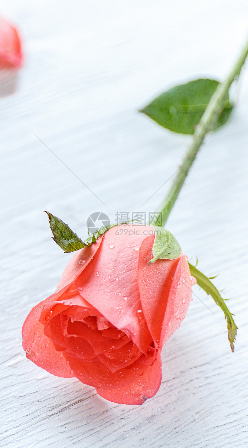 玫瑰手机壁纸模板素材-正版图片400295679-摄图网