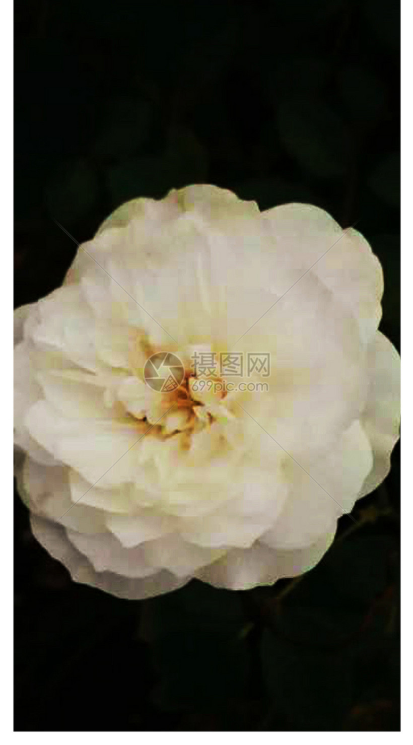 花朵手机壁纸模板素材-正版图片400302930-摄图网