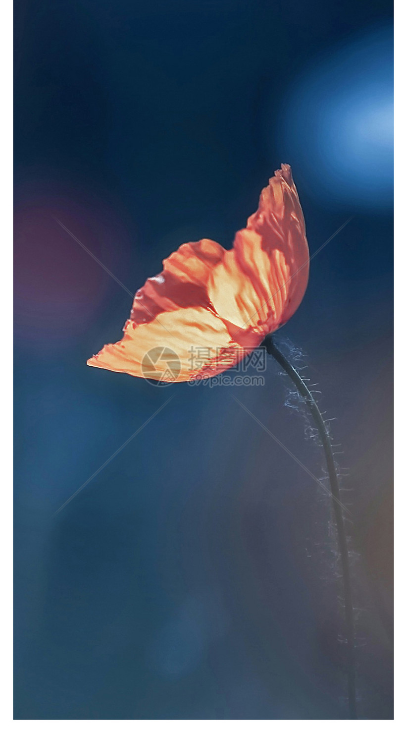 花朵手机壁纸模板素材-正版图片400303065-摄图网