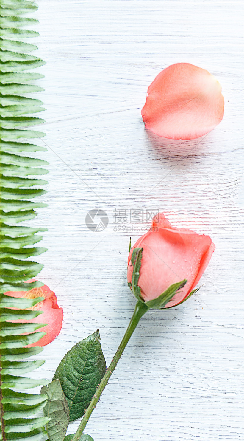 玫瑰手机壁纸模板素材-正版图片400331461-摄图网