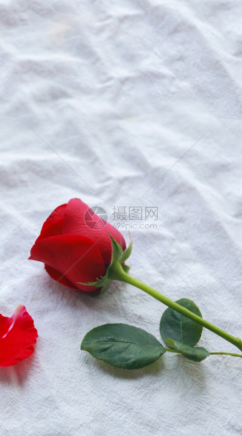 玫瑰手机壁纸模板素材-正版图片400331487-摄图网