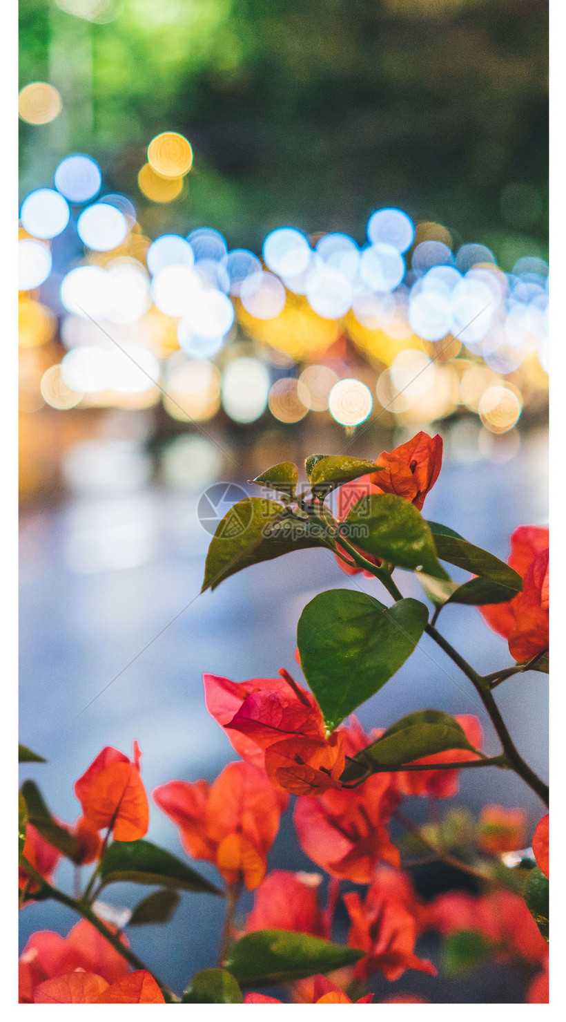 植物花卉手机壁纸模板素材-正版图片400342743-摄图网