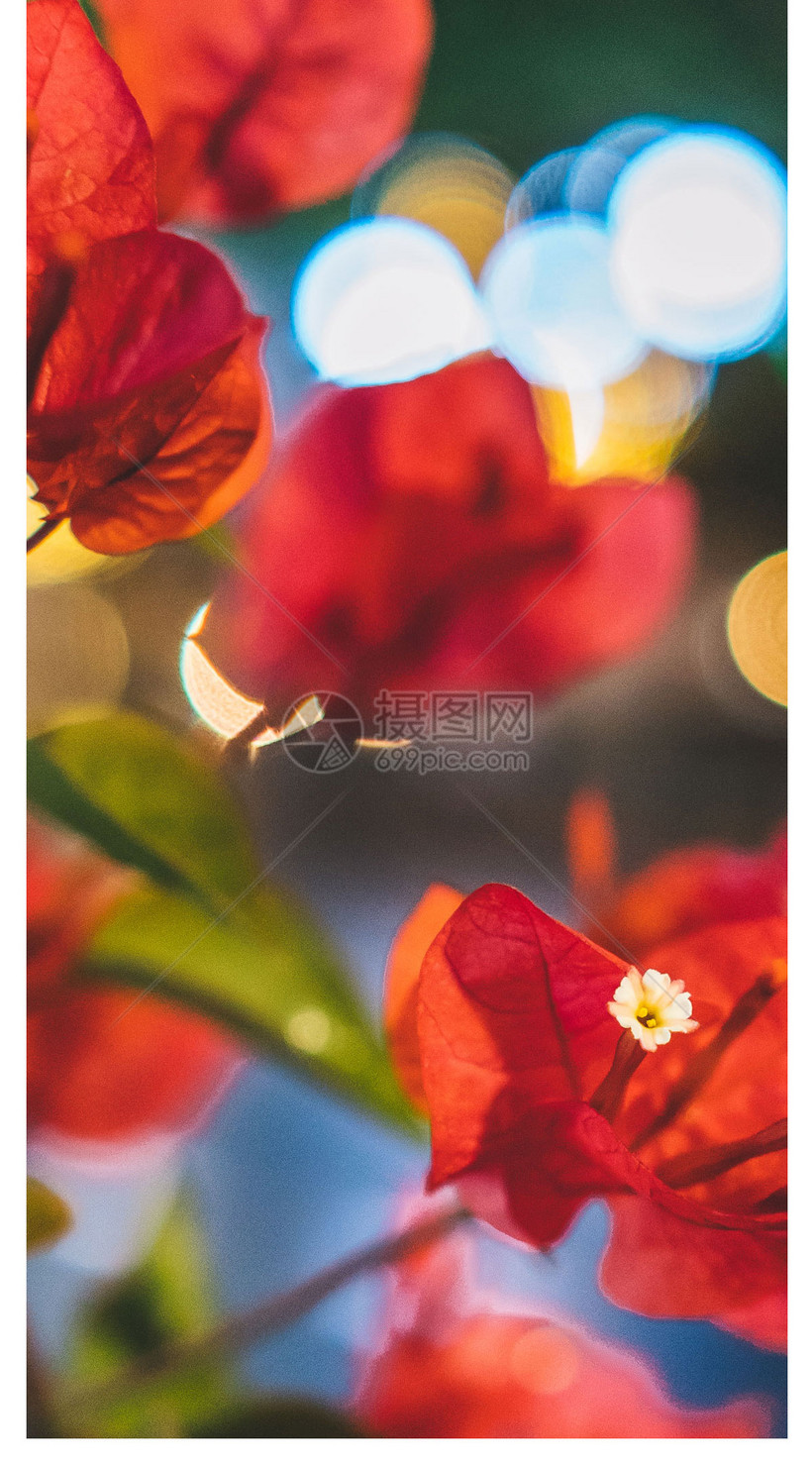 植物花卉手机壁纸模板素材-正版图片400342950-摄图网