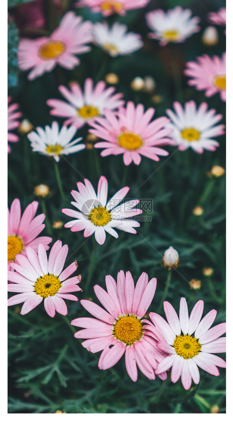 花卉花朵手机壁纸模板素材-正版图片400445457-摄图网