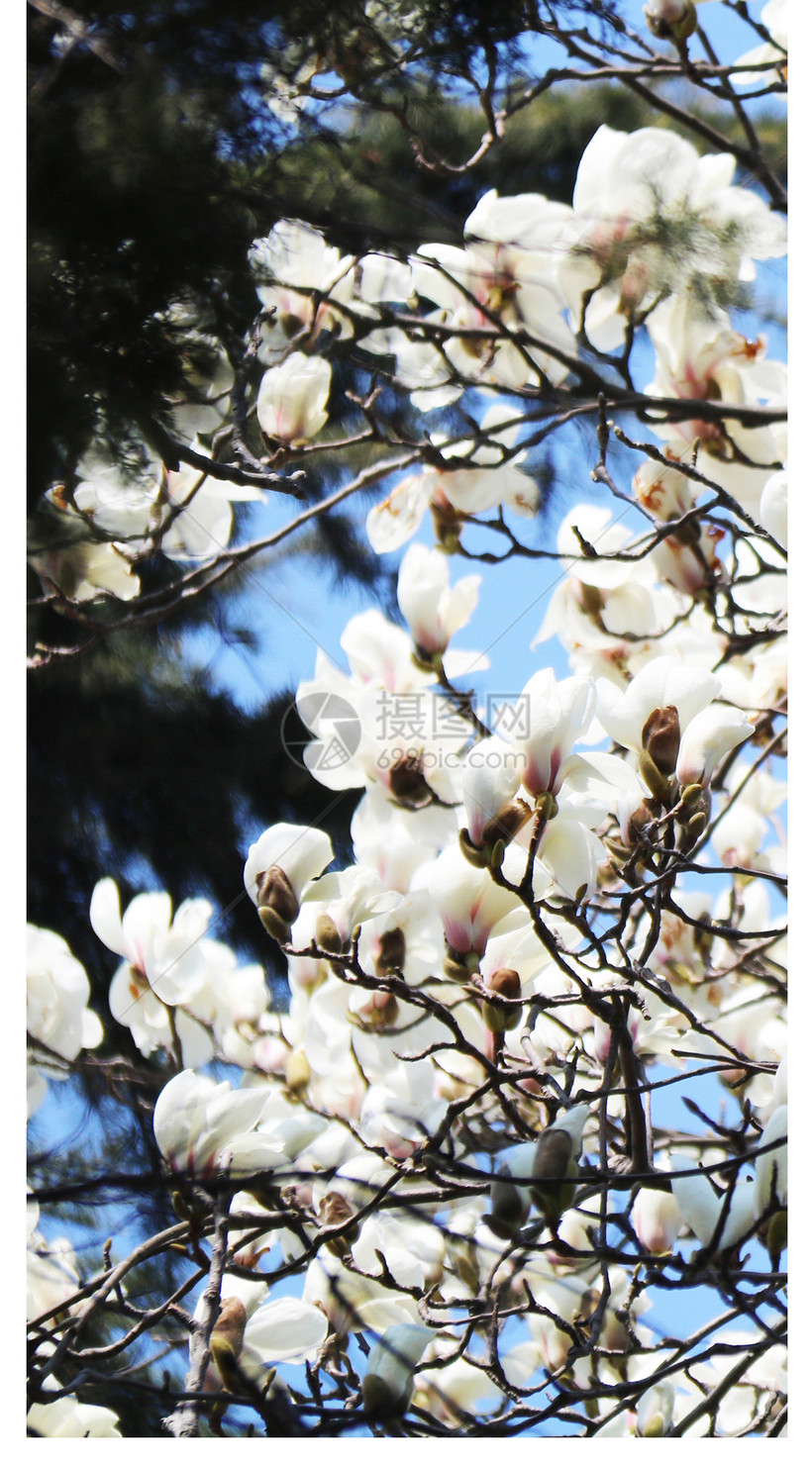 花卉手机壁纸模板素材-正版图片400446320-摄图网