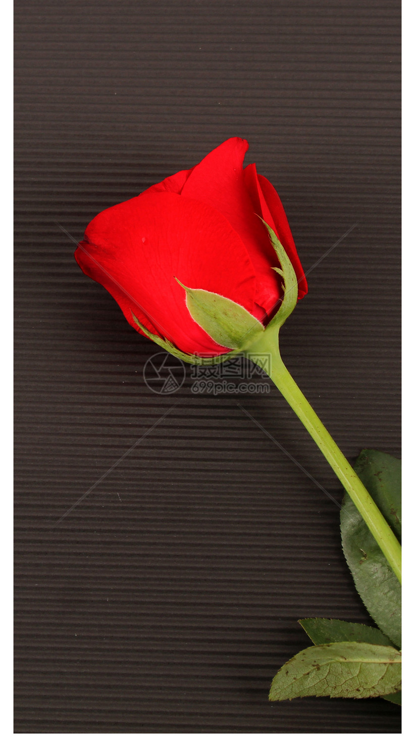 红色玫瑰手机壁纸模板素材-正版图片400471271-摄图网