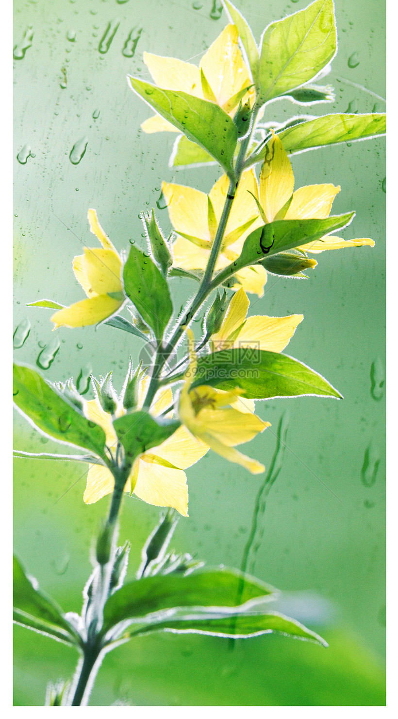 植物花卉手机壁纸模板素材-正版图片400521496-摄图网