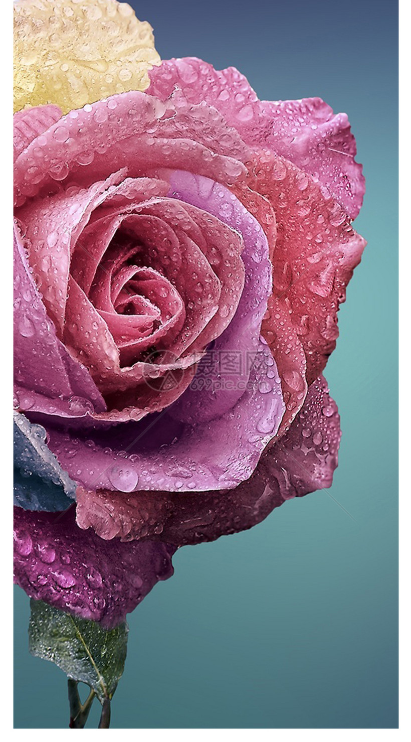 花卉手机壁纸模板素材-正版图片400565965-摄图网