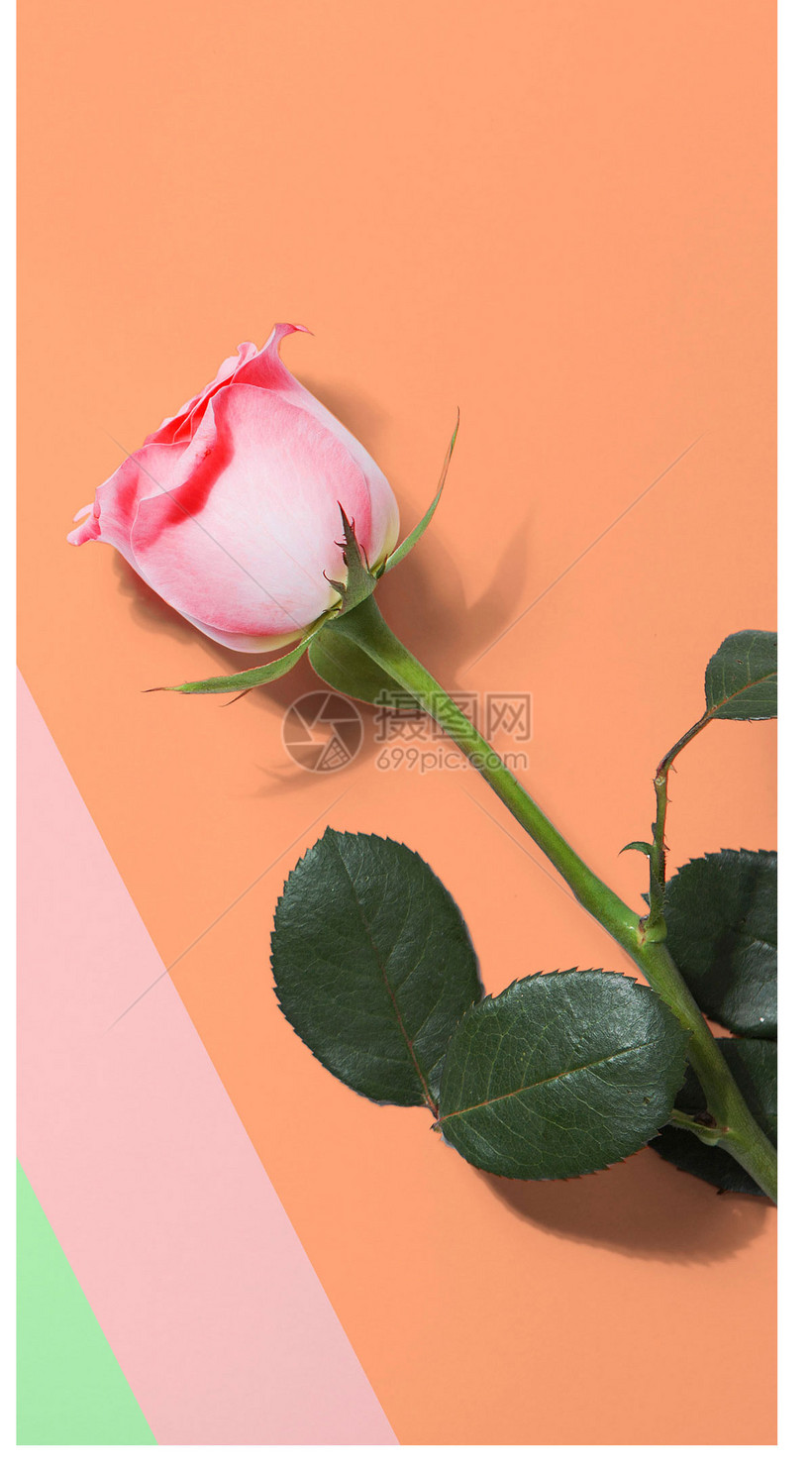 玫瑰手机壁纸模板素材-正版图片400566002-摄图网