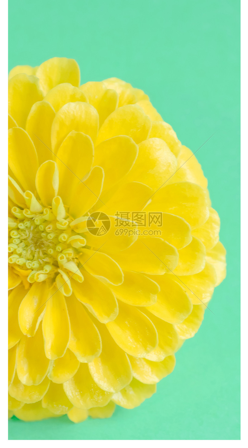 花卉手机壁纸模板素材-正版图片400568848-摄图网