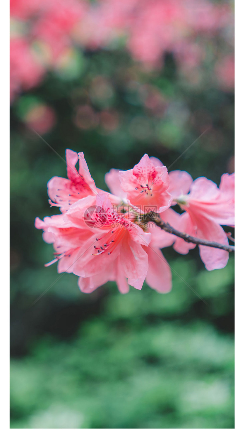 花朵手机壁纸模板素材-正版图片400569541-摄图网