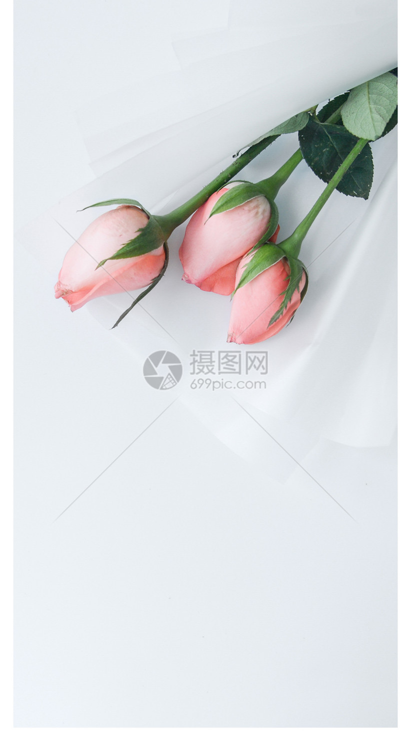 玫瑰花手机壁纸模板素材-正版图片400584791-摄图网