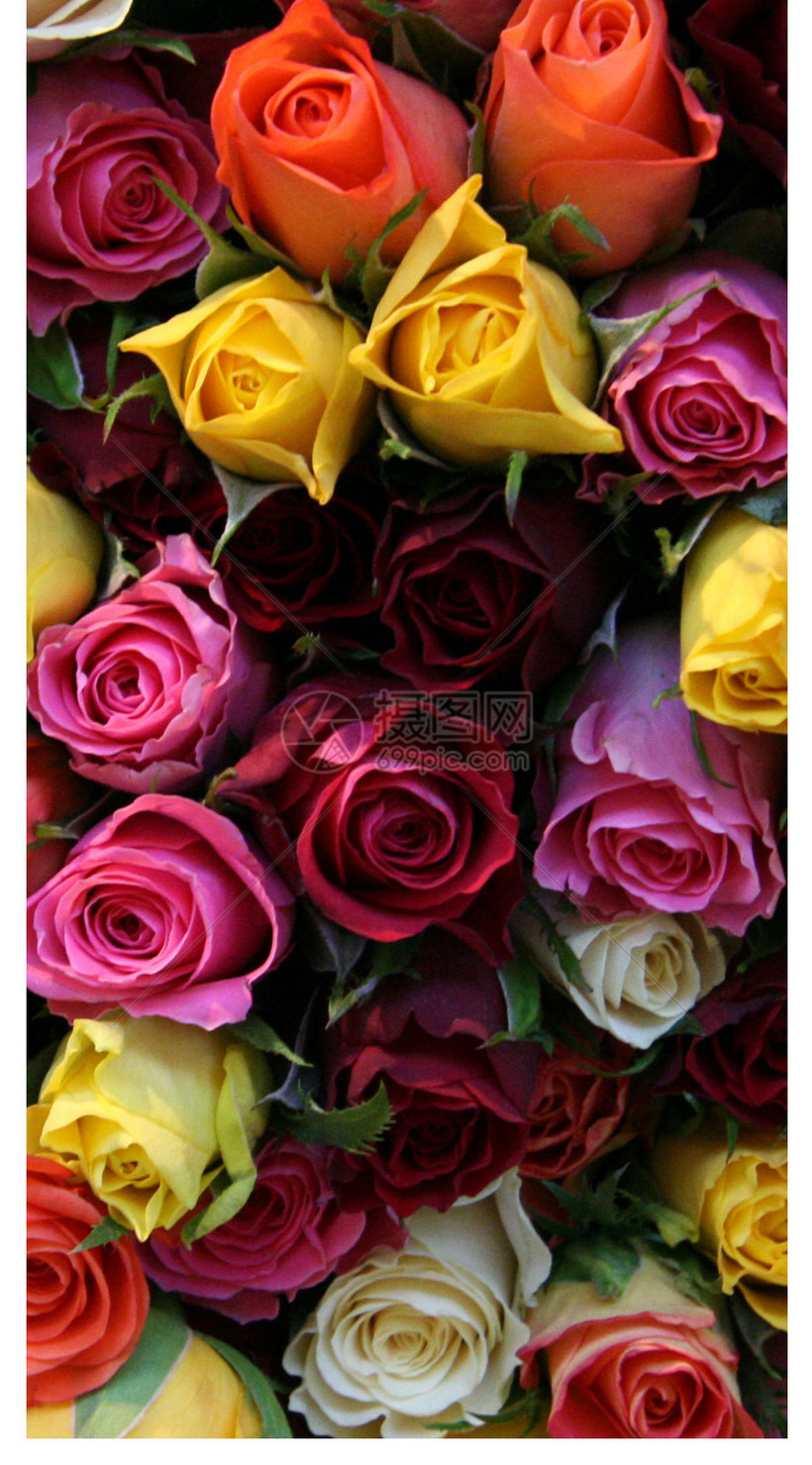 玫瑰手机壁纸模板素材-正版图片400593453-摄图网