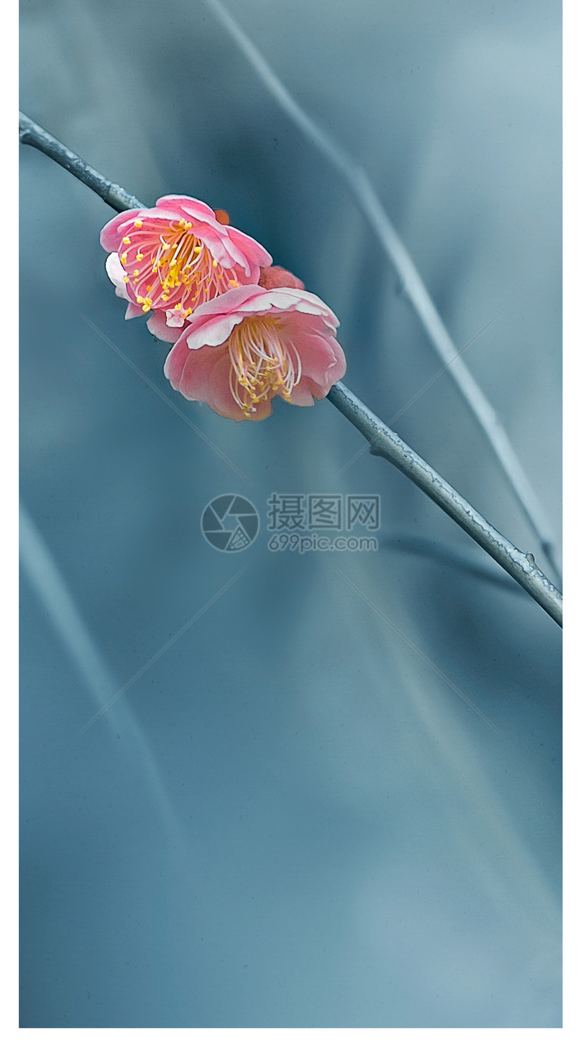花朵手机壁纸模板素材-正版图片400608616-摄图网