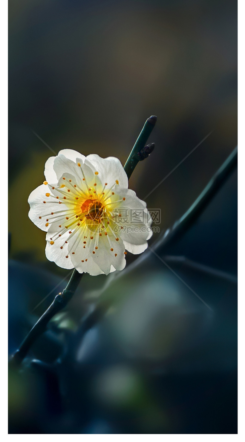 花卉手机壁纸模板素材-正版图片400663614-摄图网