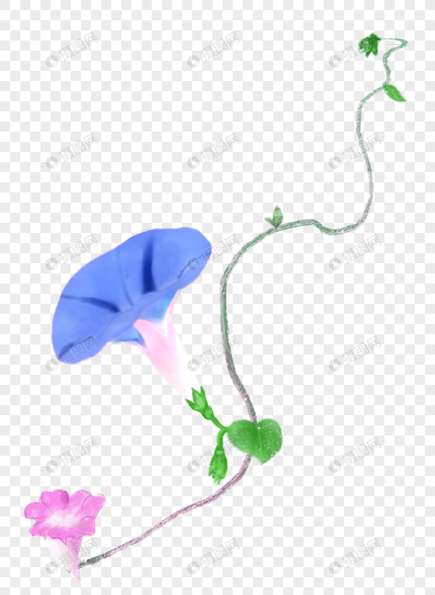 牵牛花元素素材下载-正版素材400201167-摄图网