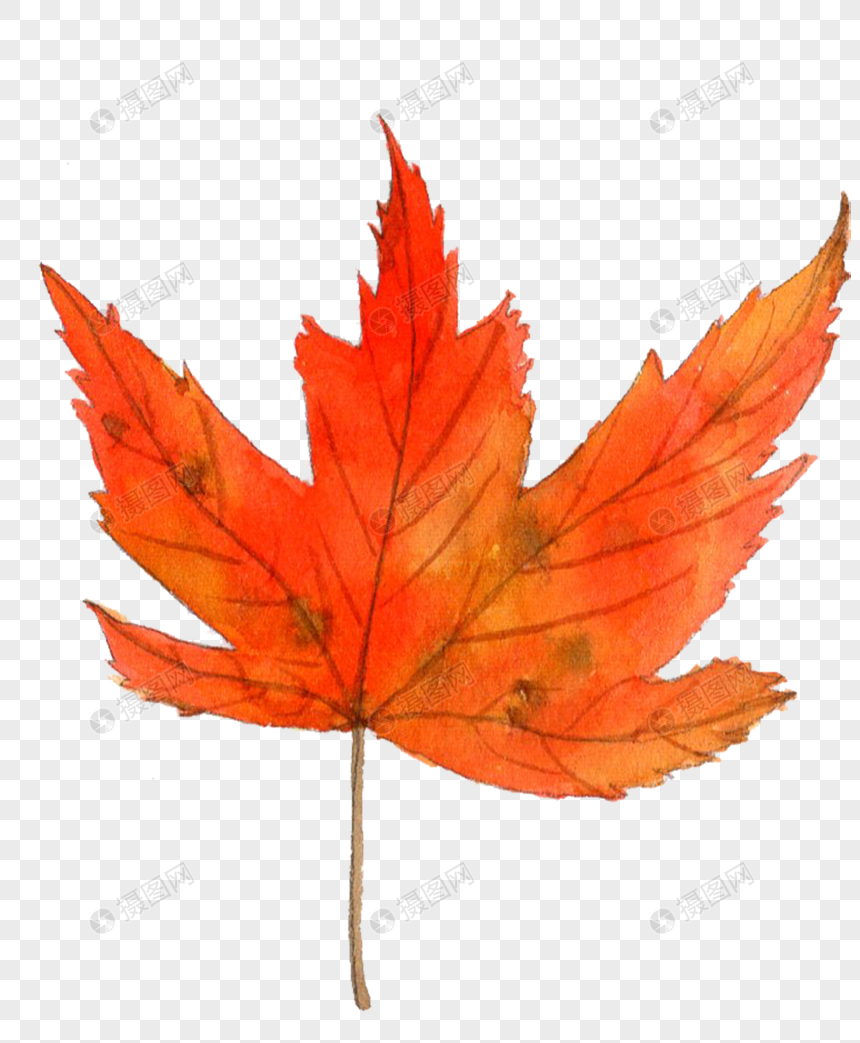 手绘枫叶元素素材下载-正版素材400236359-摄图网