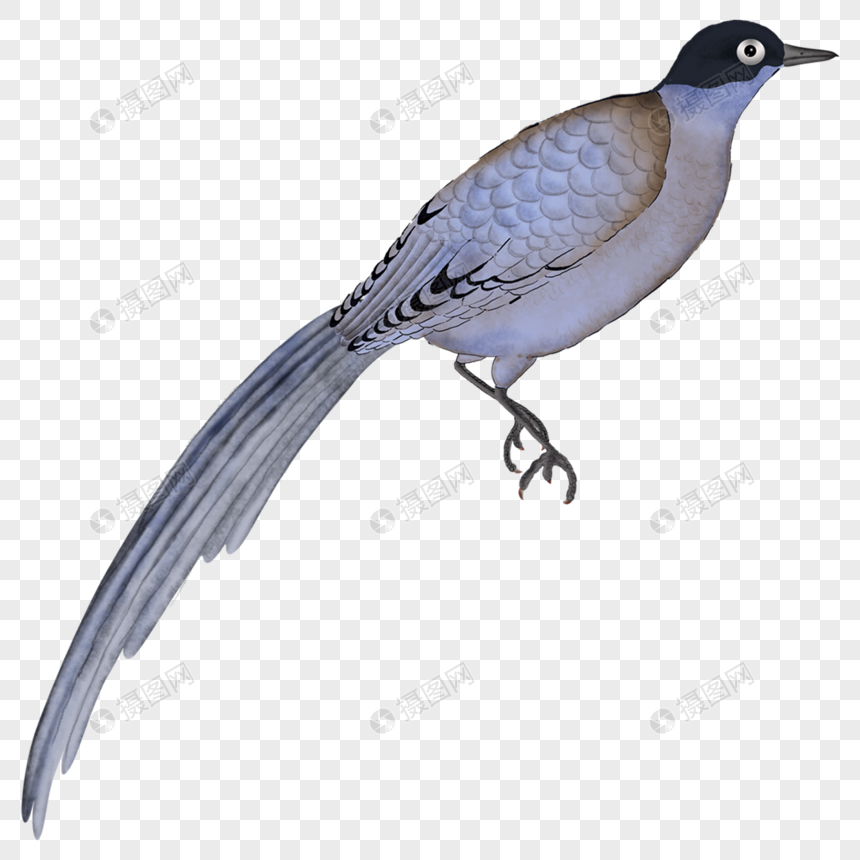 长尾巴鸟元素素材下载-正版素材400271475-摄图网