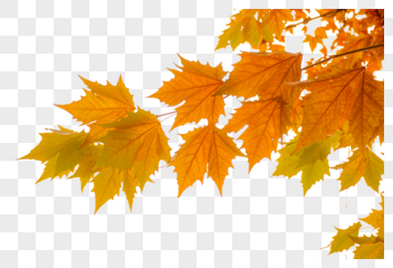 枫叶元素素材下载-正版素材400298032-摄图网