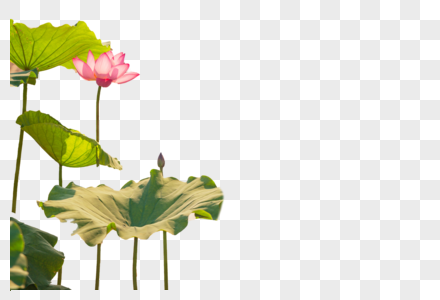 tif格式图片_tif格式素材_tif格式高清图片_摄图网图片下载