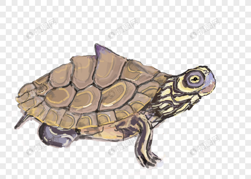 手绘乌龟元素素材下载-正版素材401201592-摄图网