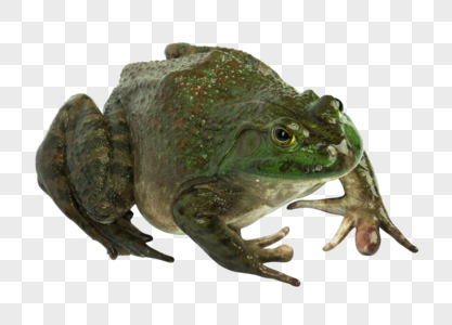 牛蛙图片_牛蛙素材_牛蛙高清图片_摄图网图片下载