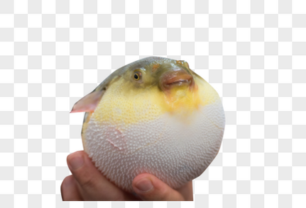 河豚元素素材下载-正版素材401257096-摄图网