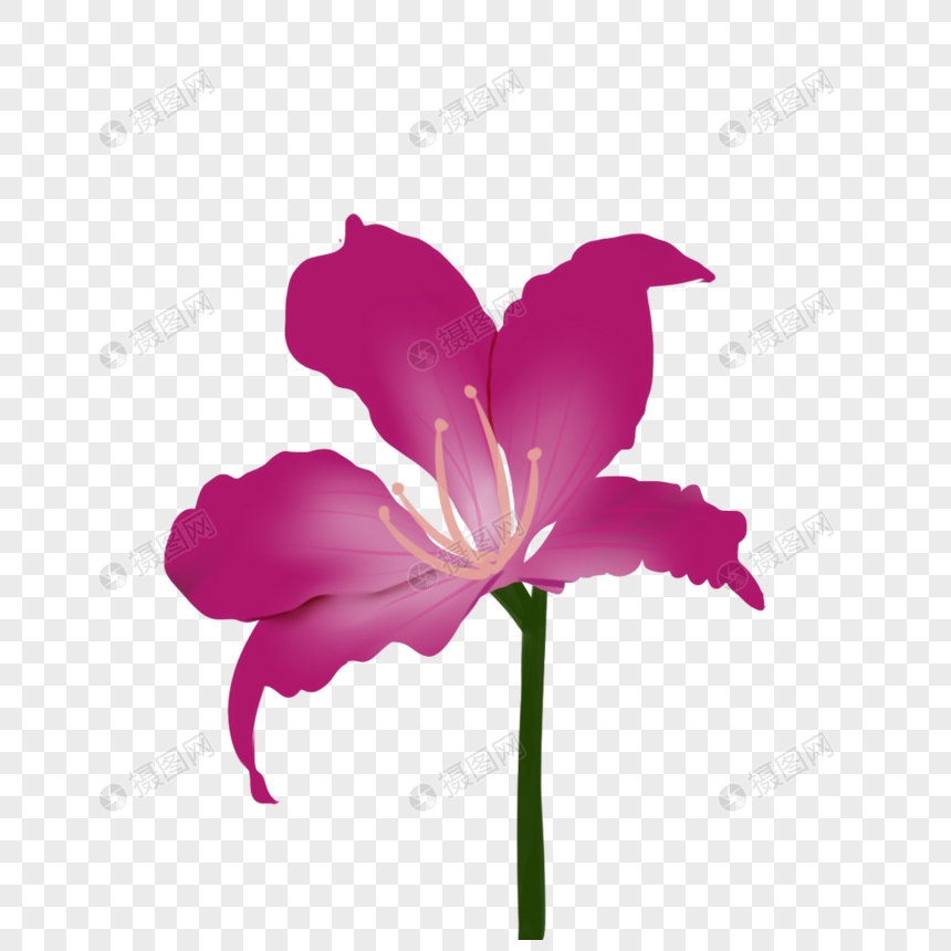 紫荆花元素素材下载-正版素材401460231-摄图网