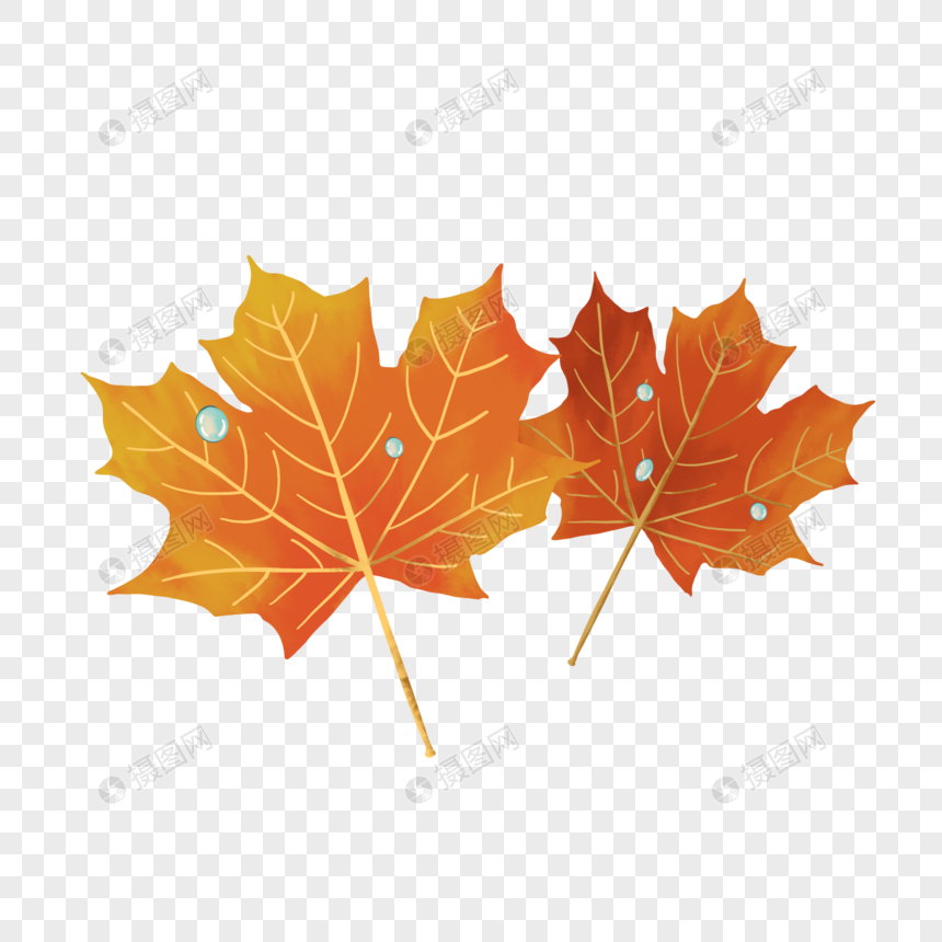 枫叶元素素材下载-正版素材401498913-摄图网