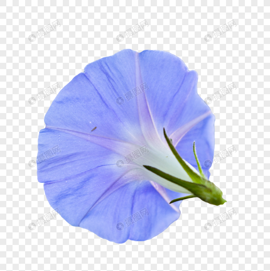 牵牛花元素素材下载-正版素材401578049-摄图网