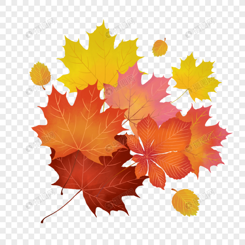 枫叶元素素材下载-正版素材401604849-摄图网