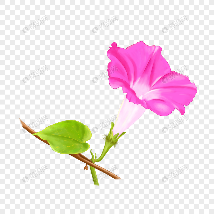 牵牛花元素素材下载-正版素材401717654-摄图网