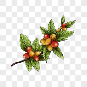 咖啡树图片_咖啡树素材_咖啡树高清图片_摄图网图片下载