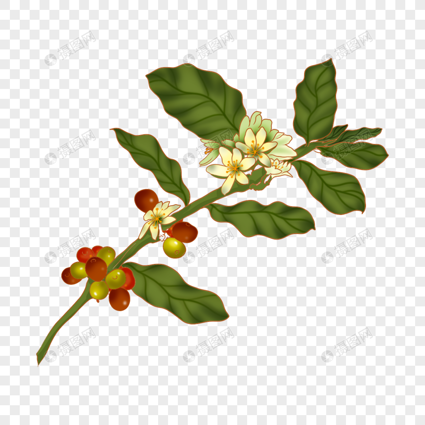 精美复古咖啡树叶元素素材下载-正版素材402034462-摄图网