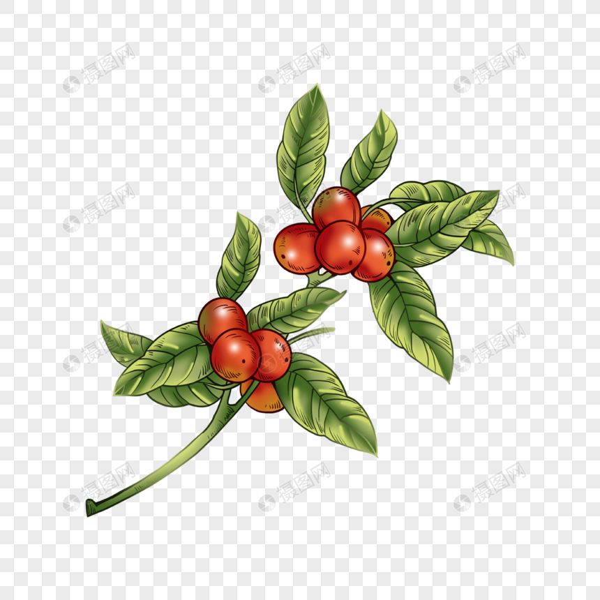 绿色咖啡树叶元素素材下载-正版素材402035274-摄图网