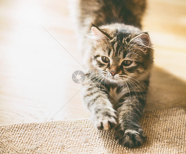 毛茸茸的小猫削尖了爪子高清图片下载 正版图片300135904 摄图网