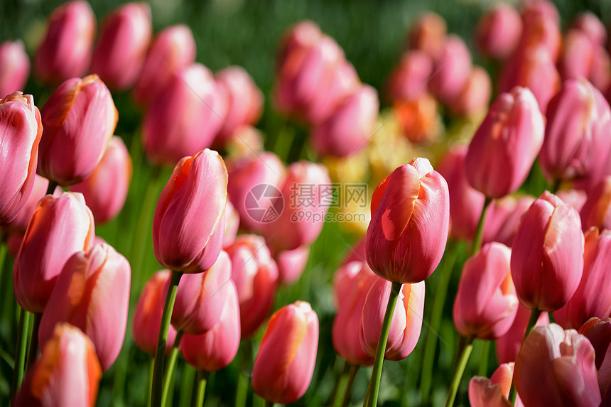 开肯霍夫花圃中盛开的粉红色郁金香花坛,也被称为欧洲花园,世界上最大的花园之受欢迎的旅游景点荷兰荷兰基肯霍夫花圃里盛开高清图片下载-正版图片 ...