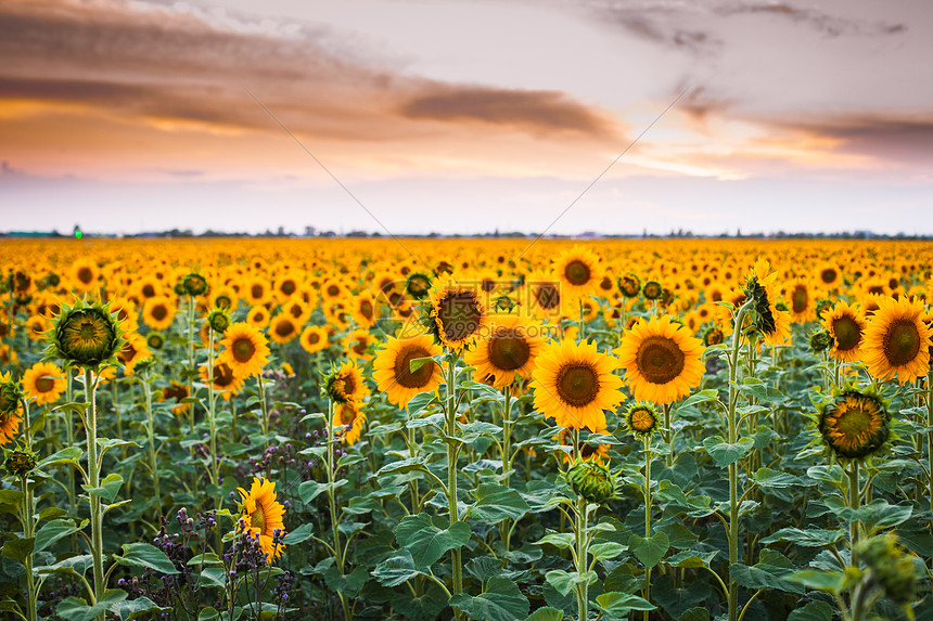 向日葵日落美丽的自然景观全景日落时的向日葵高清图片下载-正版图片300622598-摄图网
