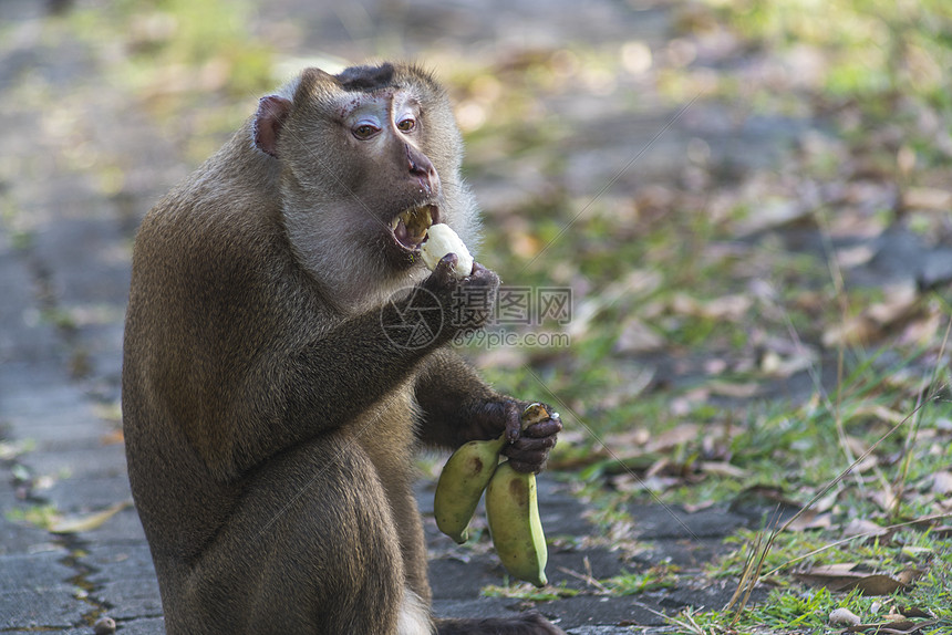 猴子吃香蕉高清图片下载-正版图片300873402-摄图网