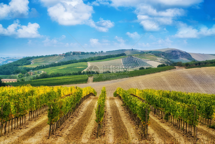 意大利最著名的tuscane葡萄园高清图片下载-正版图片302538996-摄图网