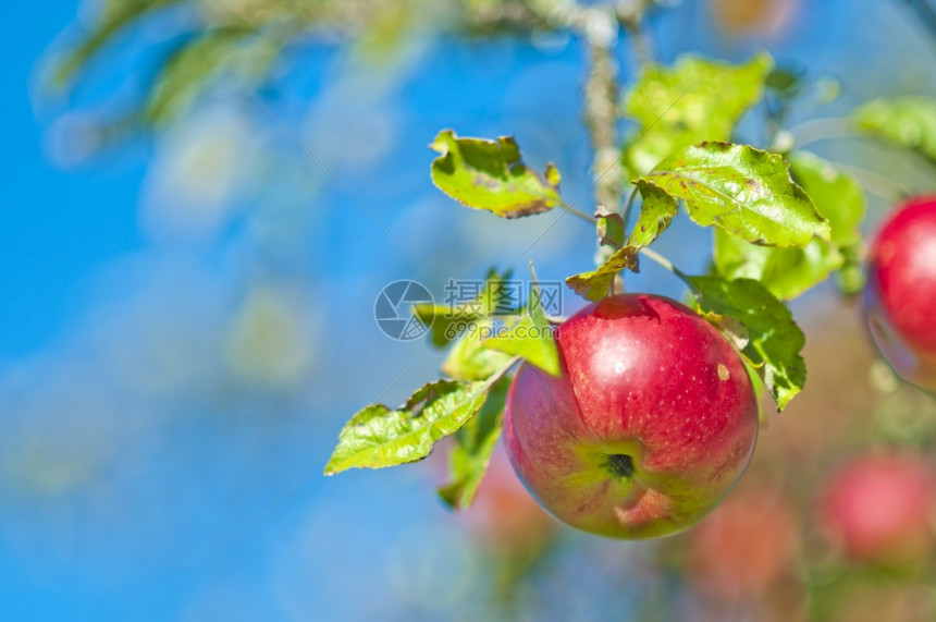 苹果树上的苹果高清图片下载-正版图片303235994-摄图网