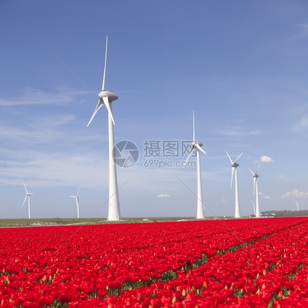 红郁金香和风力涡轮机高清图片下载-正版图片303310447-摄图网